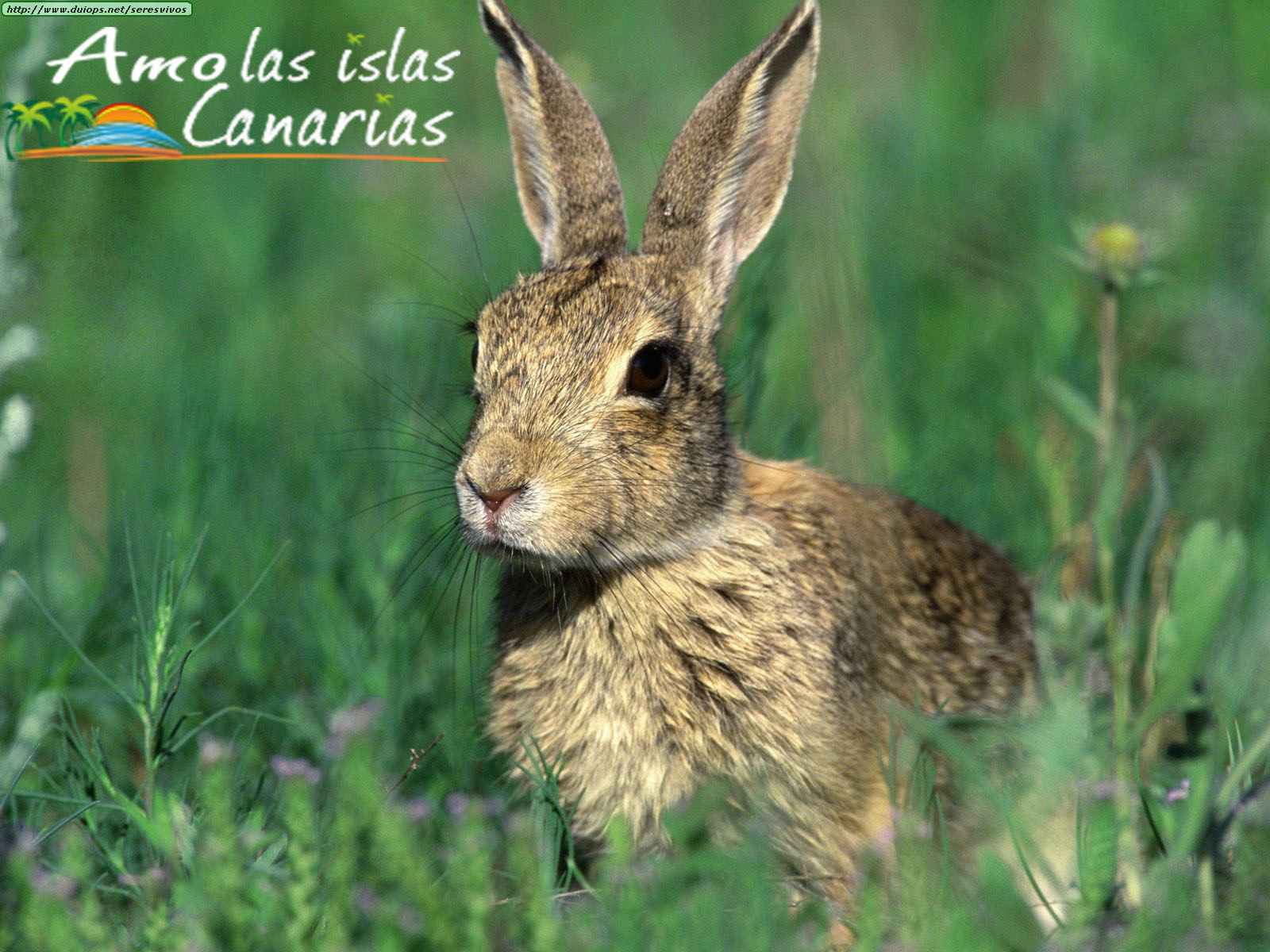 conejos fauna autoctona de canarias liebres fotografias tenerife islas ...