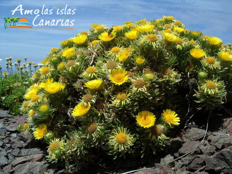 flora autoctona de las islas canarias arbustos con flores tenerife gran ...