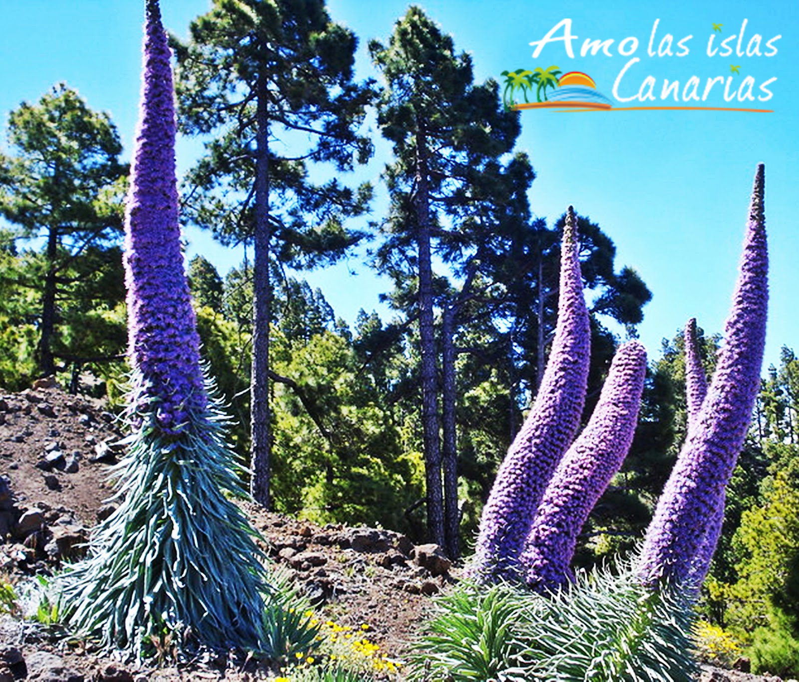 fotos tajinastes violetas de gran canaria vegetacion endemica de las ...
