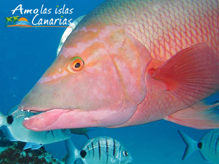 imagenes de la fauna marina de canarias pez oseo pejeperro peces de ...